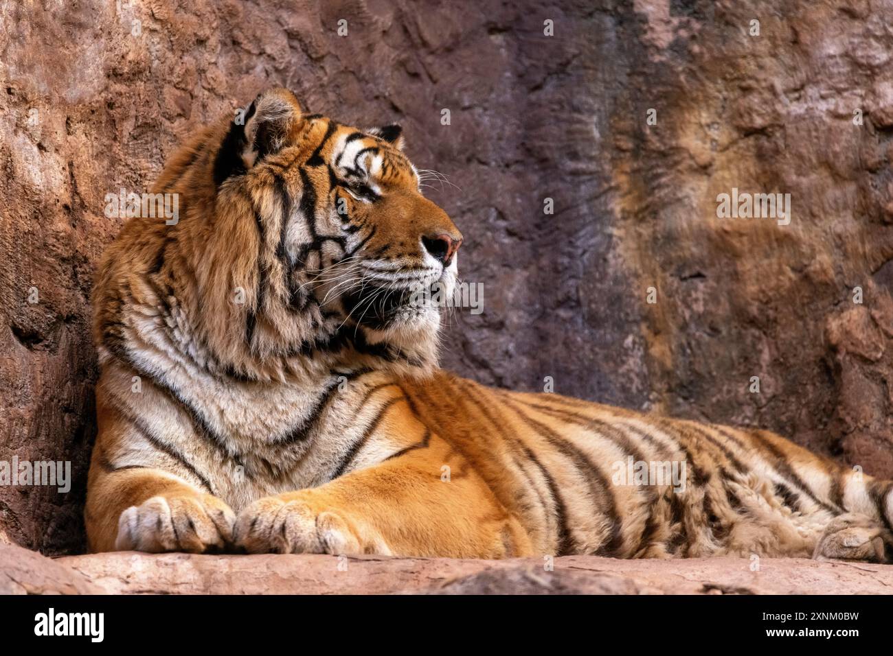 Siberian tiger at Itatiba Zoo Park, São Paulo, Brazil Stock Photo - Alamy