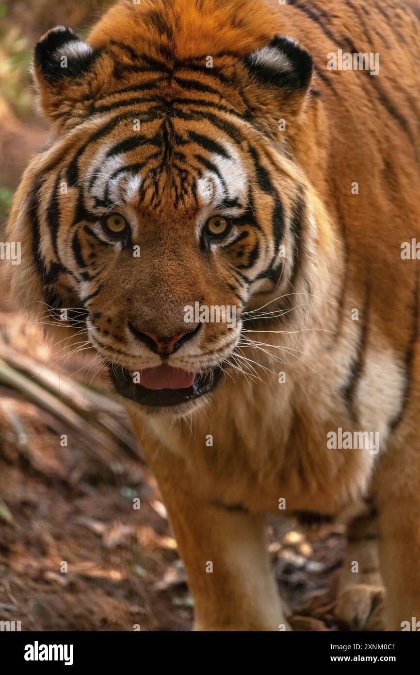 Siberian tiger at Itatiba Zoo Park, São Paulo, Brazil Stock Photo - Alamy