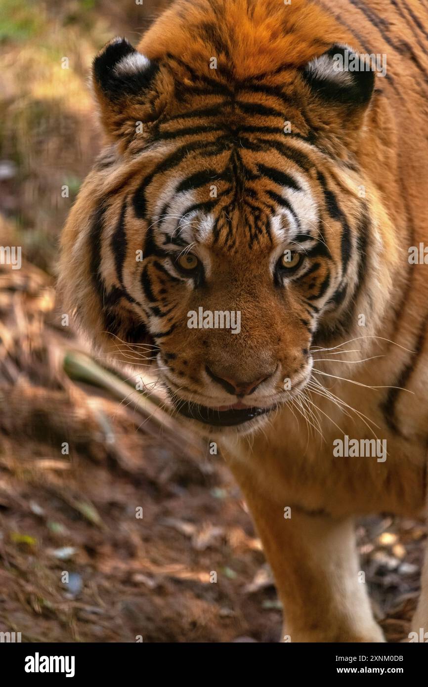 Siberian tiger at Itatiba Zoo Park, São Paulo, Brazil Stock Photo - Alamy