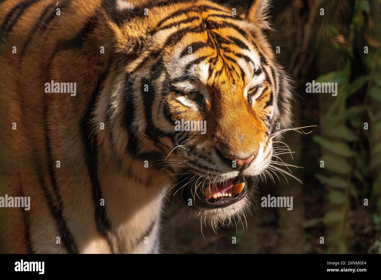 Siberian tiger at Itatiba Zoo Park, São Paulo, Brazil Stock Photo - Alamy