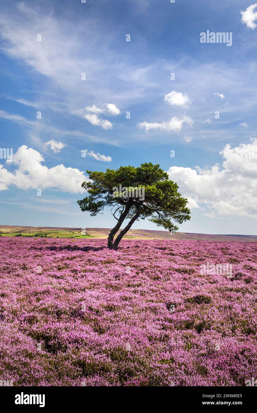 Lone pine tree and heather in bloom on Egton Moors North Yorkshire UK ...