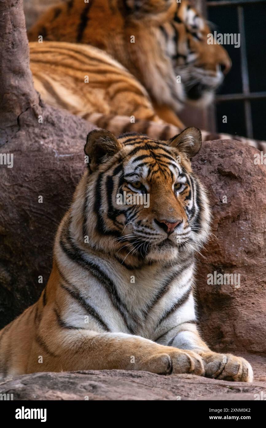 Siberian tiger at Itatiba Zoo Park, São Paulo, Brazil Stock Photo - Alamy