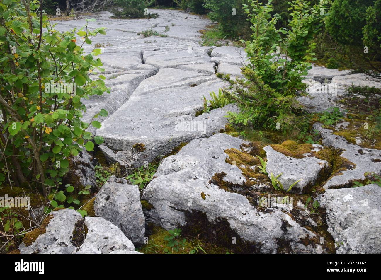 Clints and grikes hi-res stock photography and images - Alamy