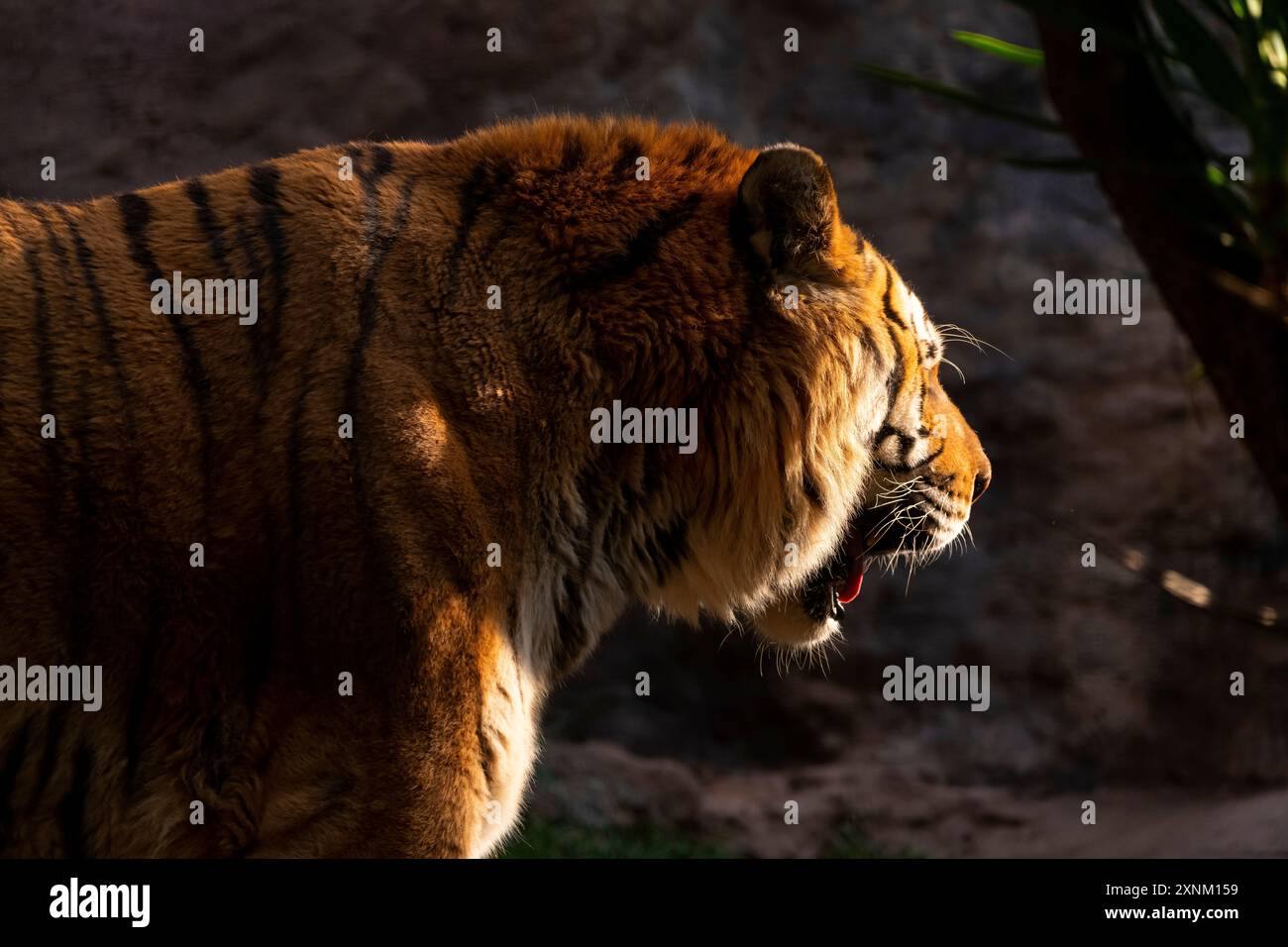 Siberian tiger at Itatiba Zoo Park, São Paulo, Brazil Stock Photo - Alamy