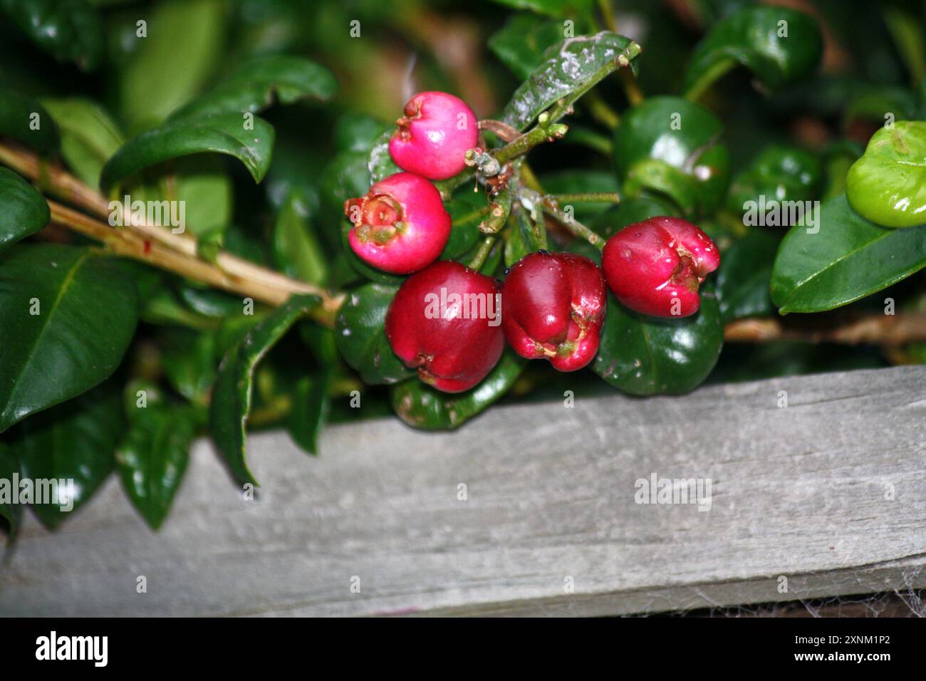 Brush cherries (Syzygium australe) among green foliage : (pix Sanjiv ...