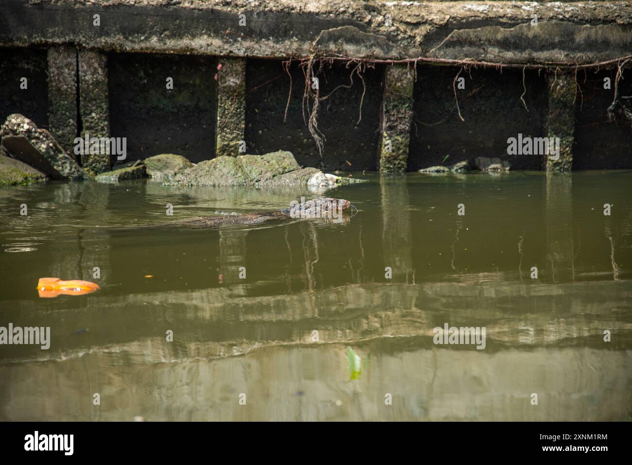 Slums on the water in Bangkok Stock Photo - Alamy