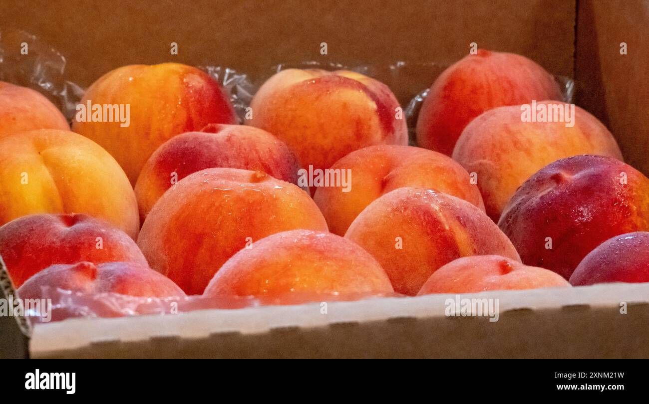 Fresh ripe peaches, moist from condensation, in a just opened cardboard ...