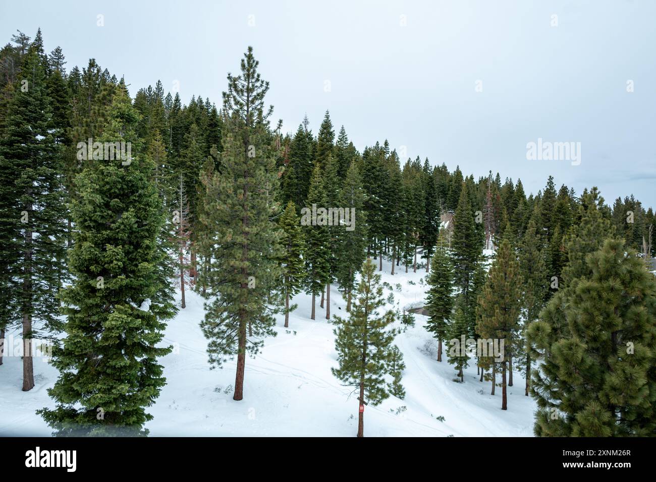Aerial view of a snowy forest with evergreen trees on an overcast day, Lake Tahoe region ...