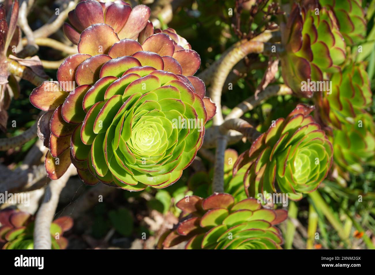Aeonium aeonium arboreum hi-res stock photography and images - Alamy