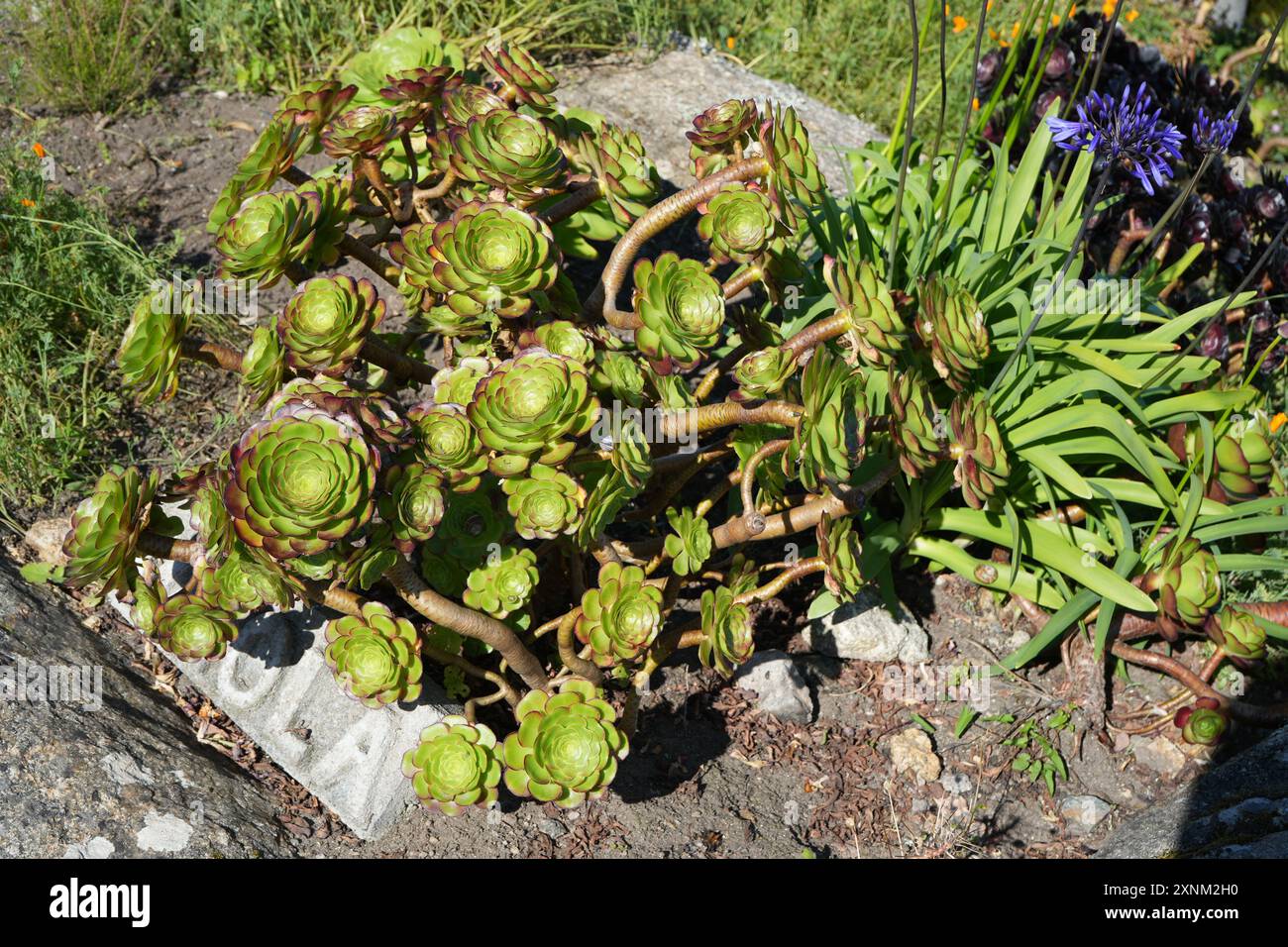 Tree aeonium aeonium arboreum hi-res stock photography and images - Alamy