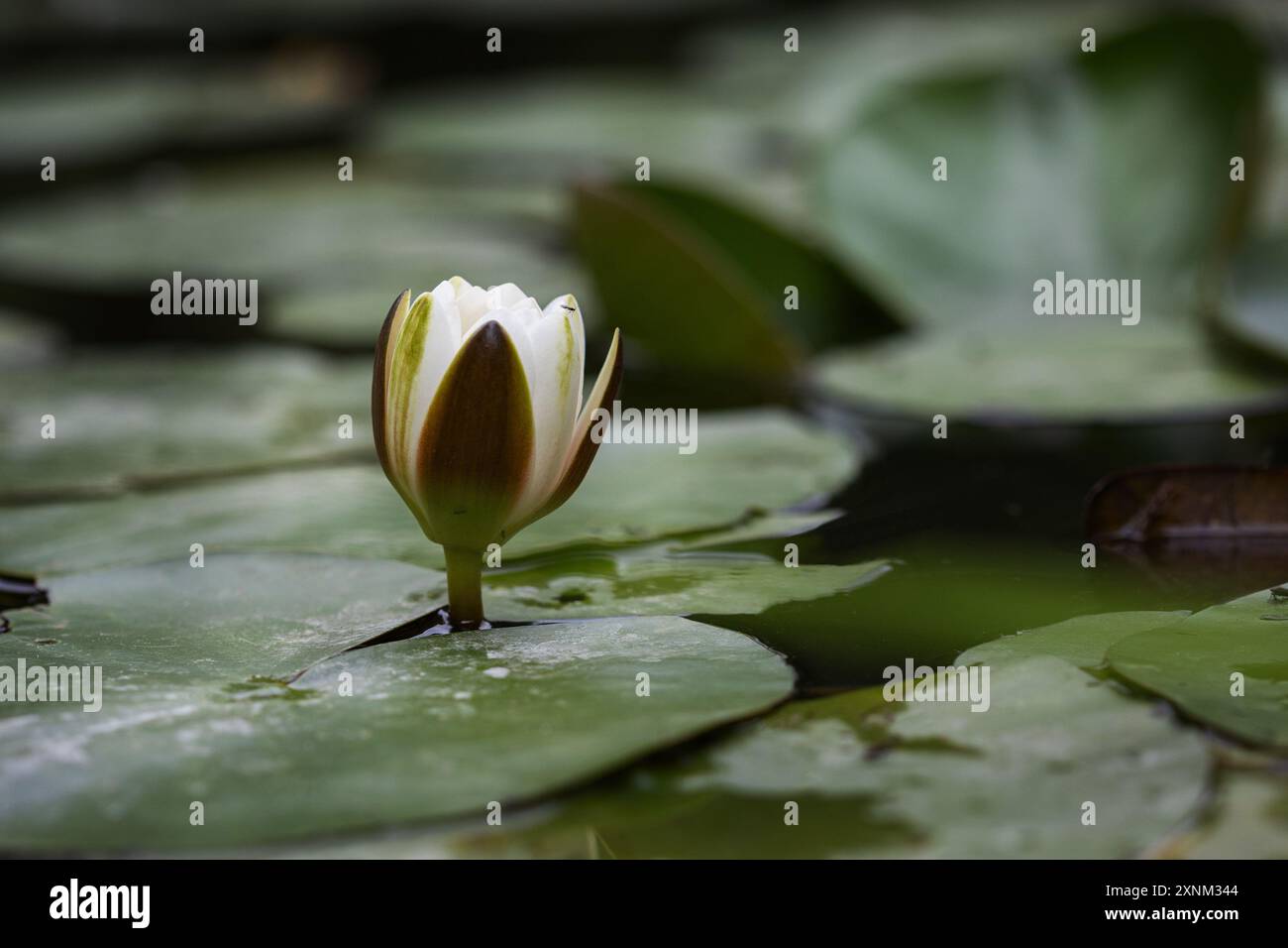 Floating lilly pad hi-res stock photography and images - Alamy