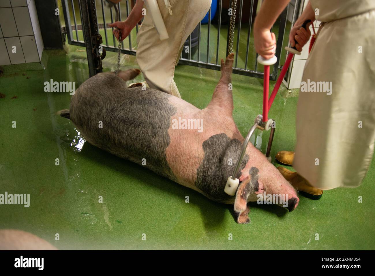 Two workers in a processing facility preparing a pig for slaughter. The ...