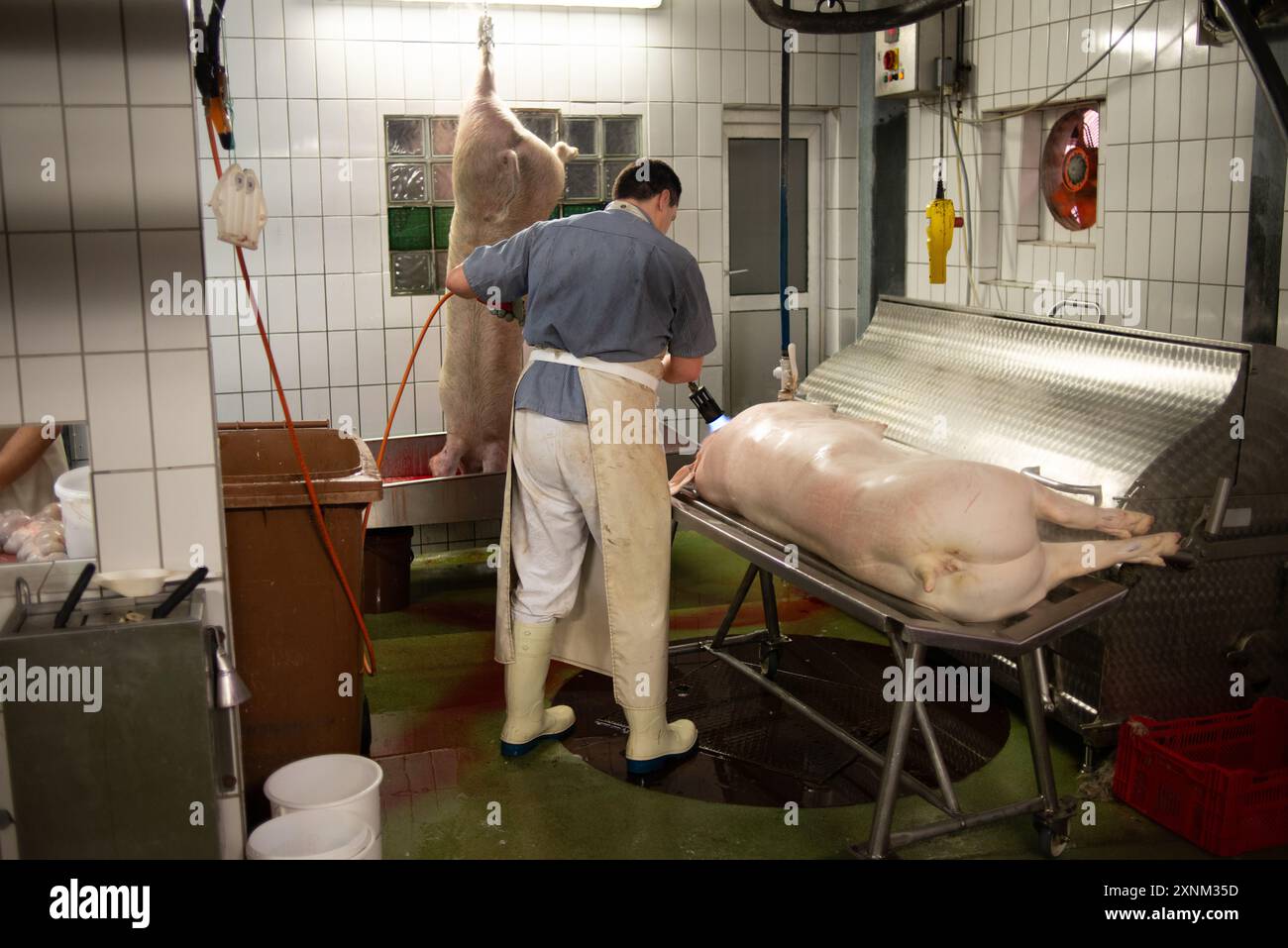 Butcher working in a clean, sanitary environment while processing ...