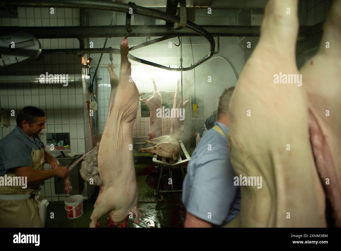 Workers in an industrial meat processing plant handling the butchering ...