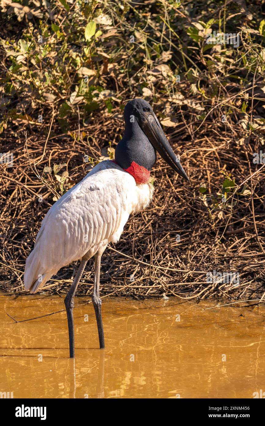 Tuiuiu as seen from the Transpantaneira road, this bird is considered ...