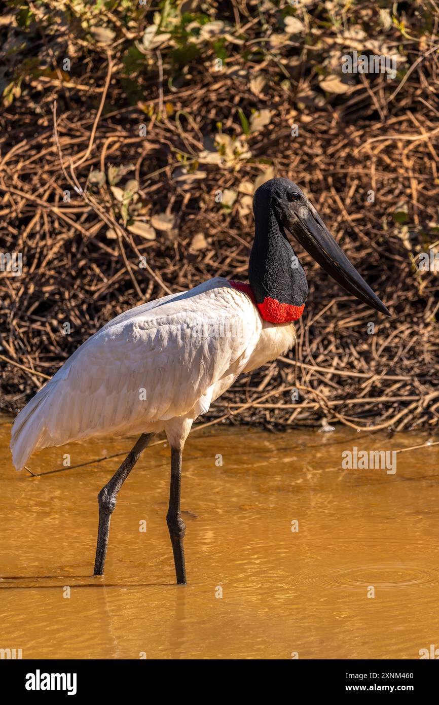 Tuiuiu as seen from the Transpantaneira road, this bird is considered ...