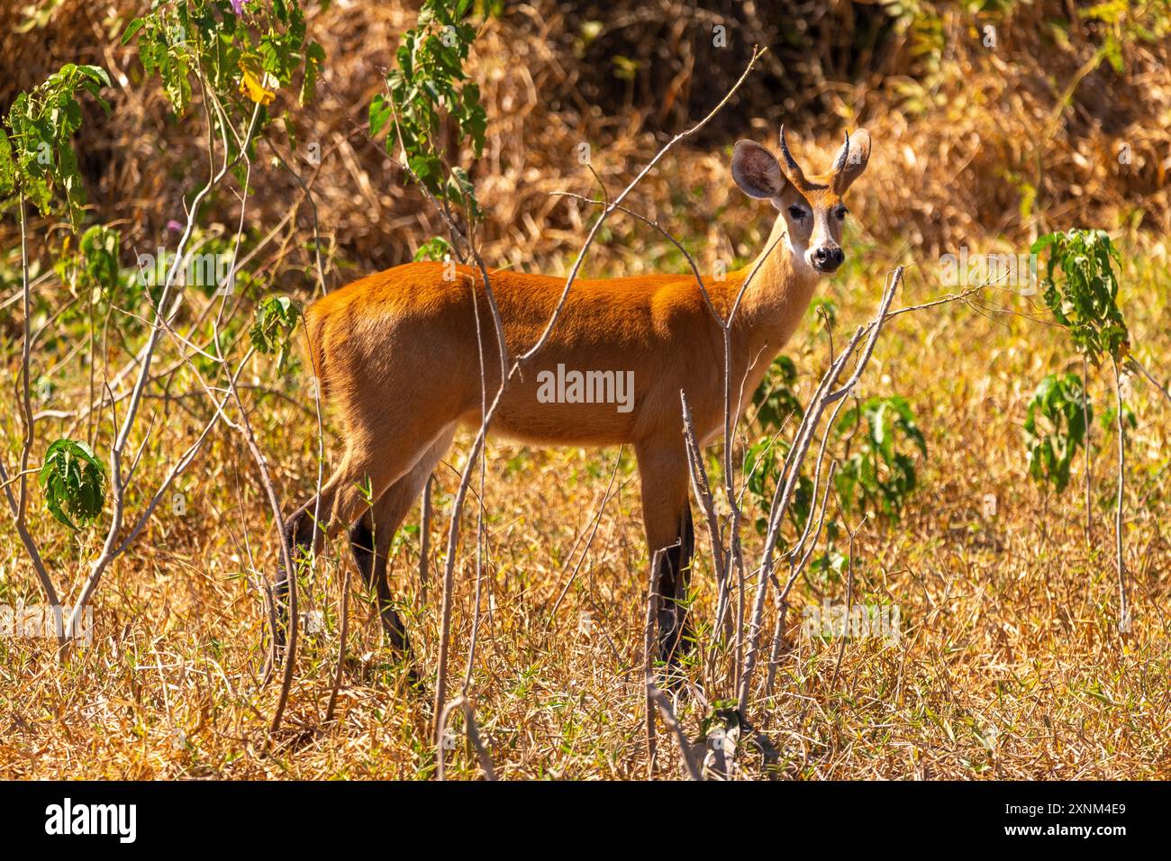 Pampas deer as seen from the Transpantaneira road, Mato Grosso Estate ...