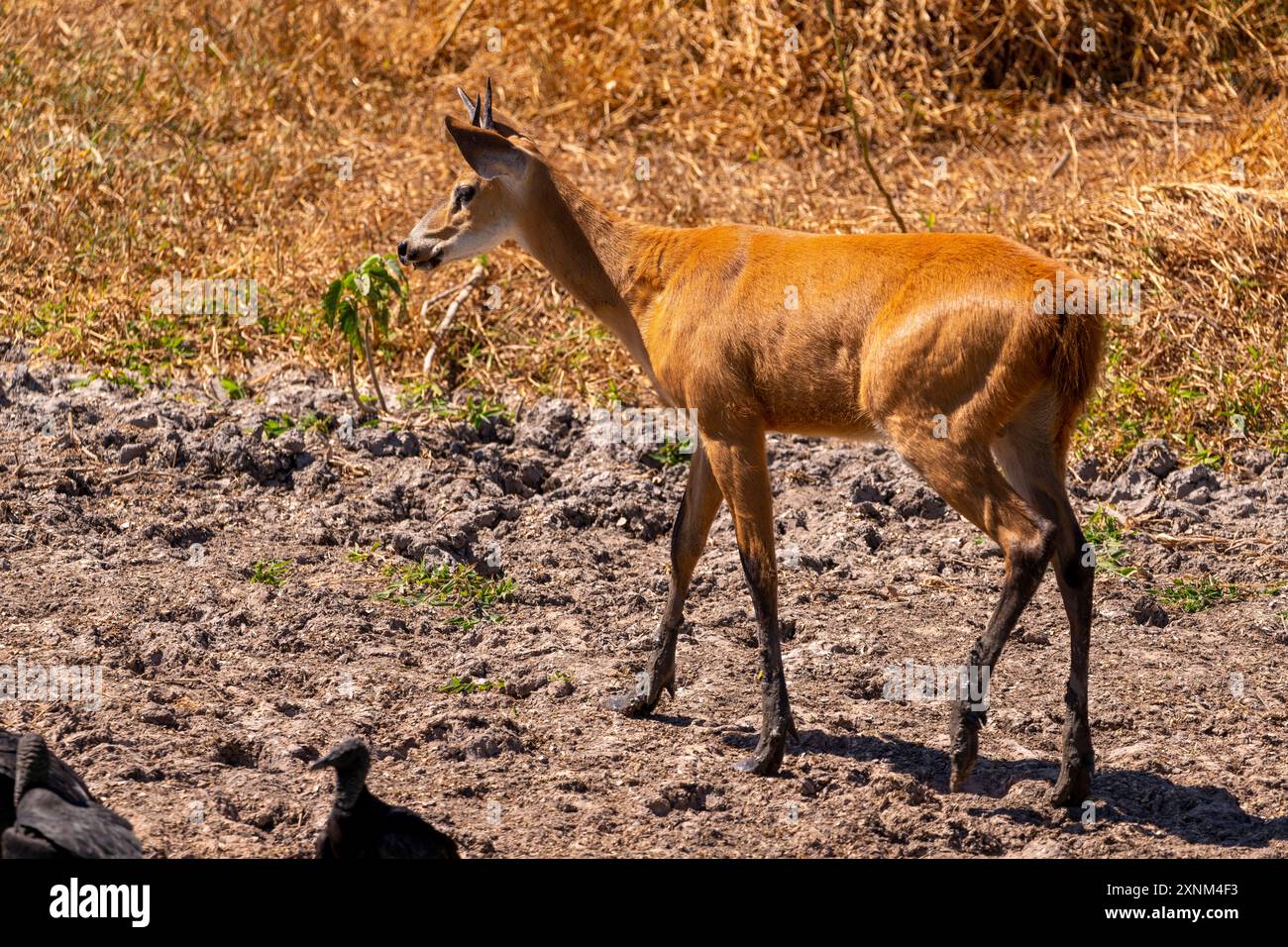Pampas deer as seen from the Transpantaneira road, Mato Grosso Estate ...