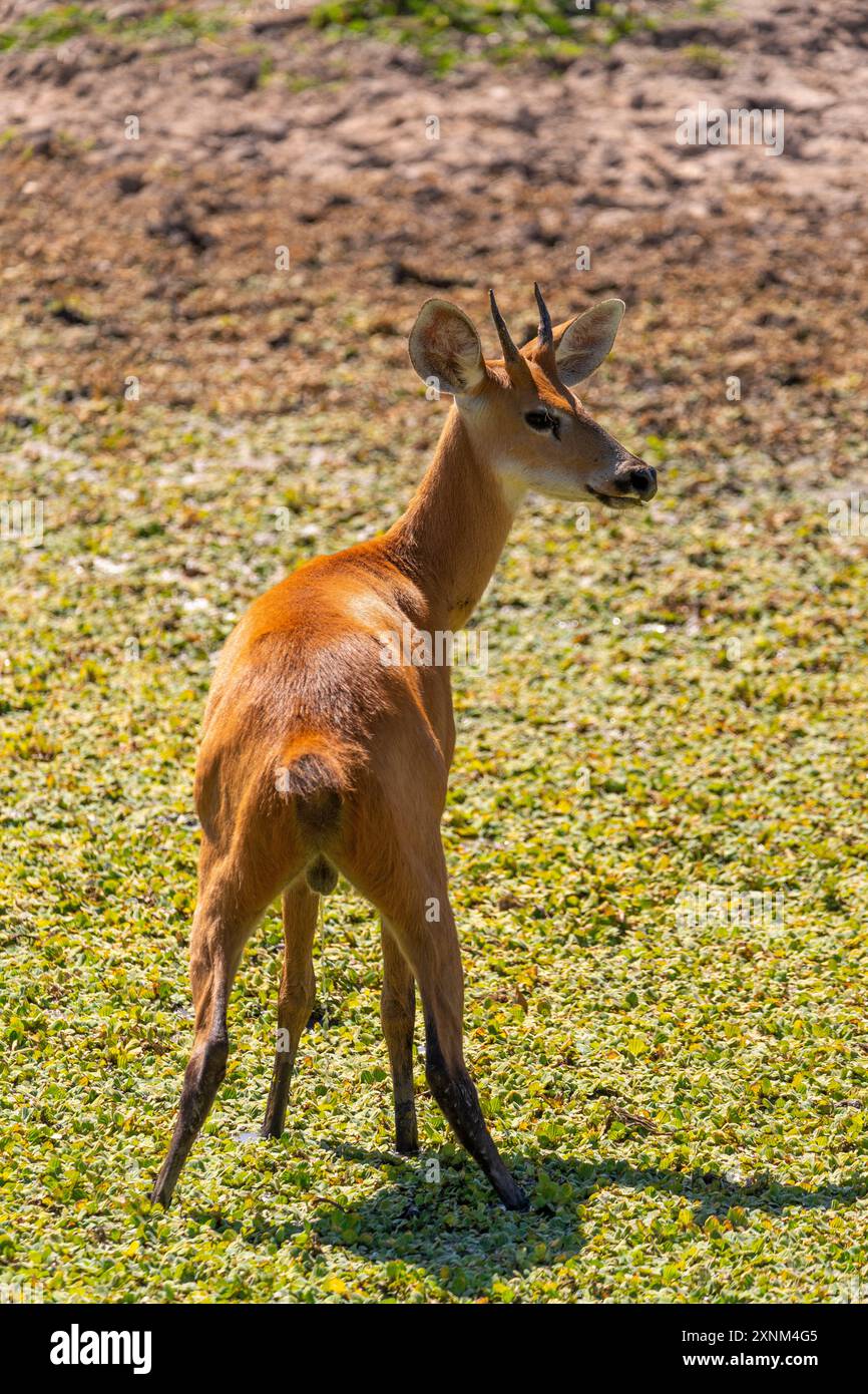 Pampas deer as seen from the Transpantaneira road, Mato Grosso Estate ...