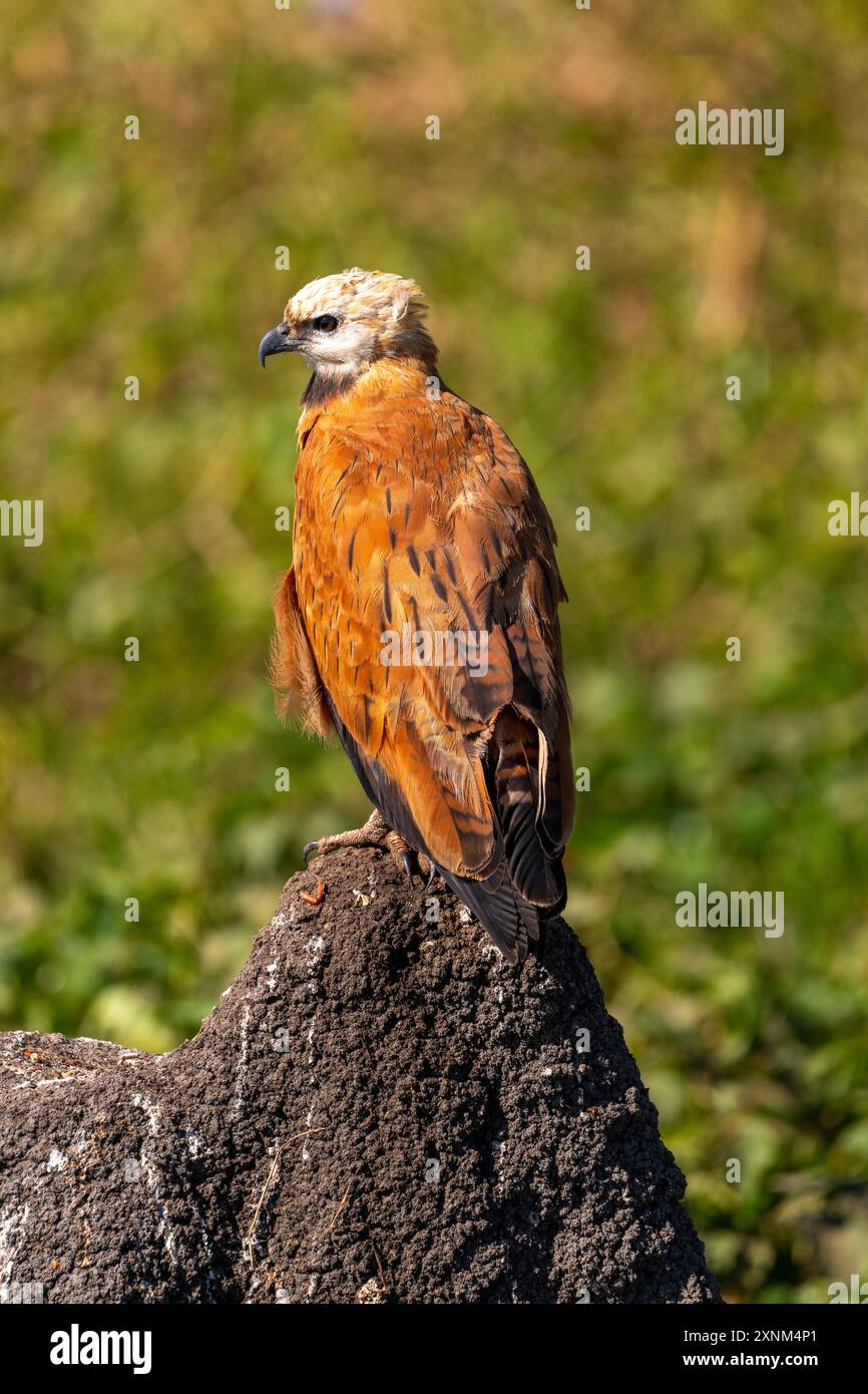 Black-collared Hawk (Busarellus nigricollis), seen from the ...