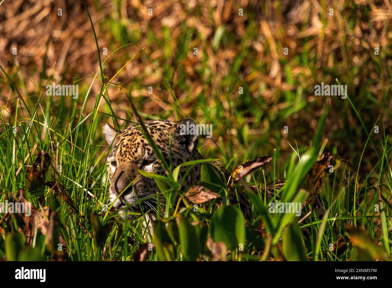 Jaguar hunting on Corixo Negro, alligator are their regular prey in ...