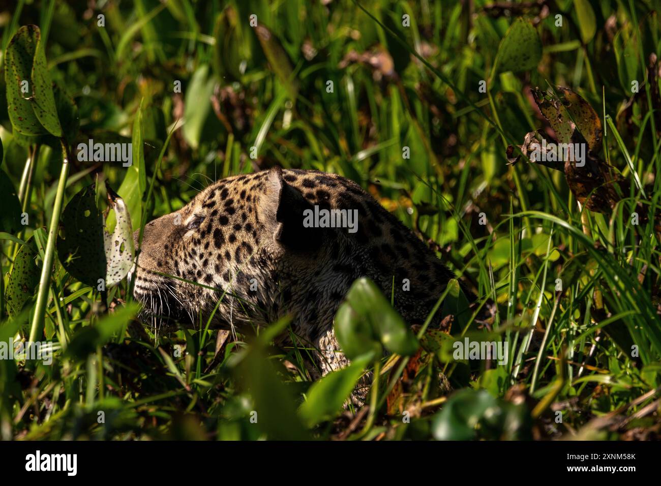 Jaguar hunting on Corixo Negro, alligator are their regular prey in ...