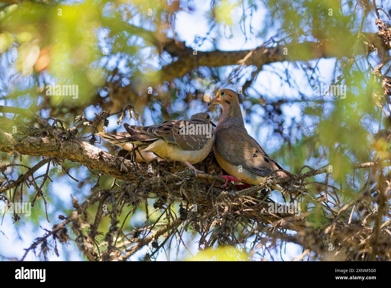 The mourning dove (Zenaida macroura) . Bird known as the American ...