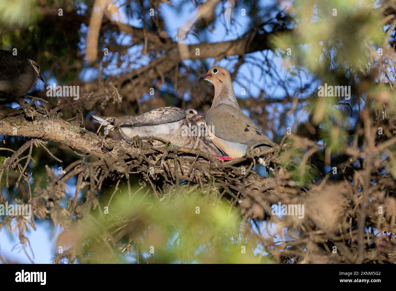 The mourning dove (Zenaida macroura) . Bird known as the American ...