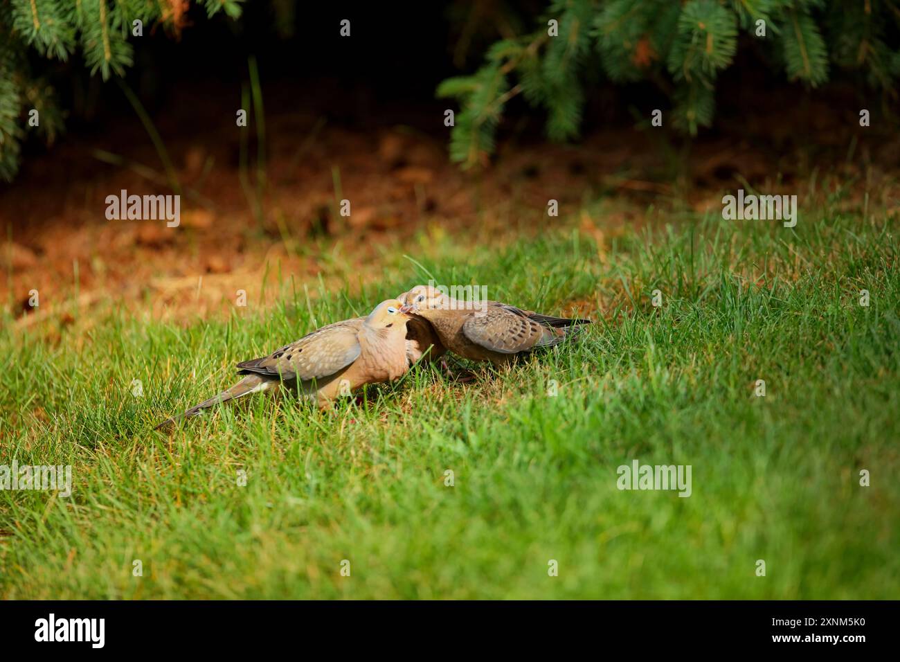 The mourning dove (Zenaida macroura) . Bird known as the American ...