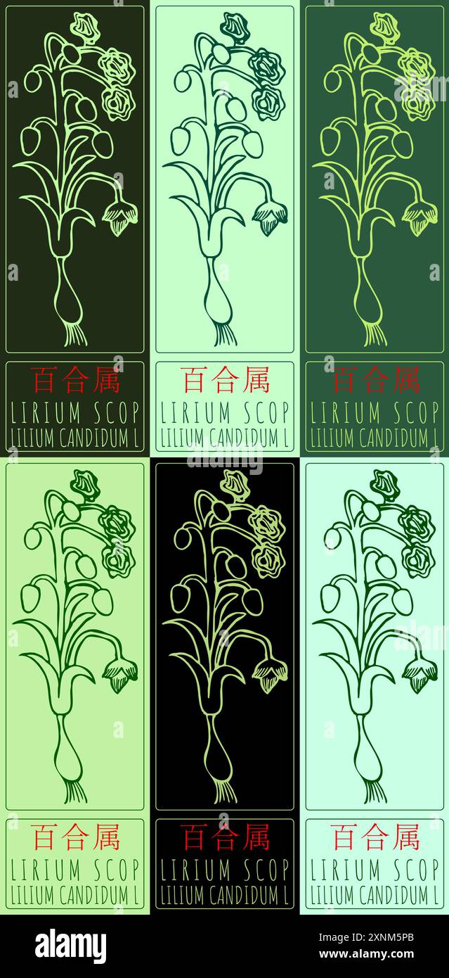 Set of vector drawing LIRIUM SCOP in Chinese in various colors. Hand ...