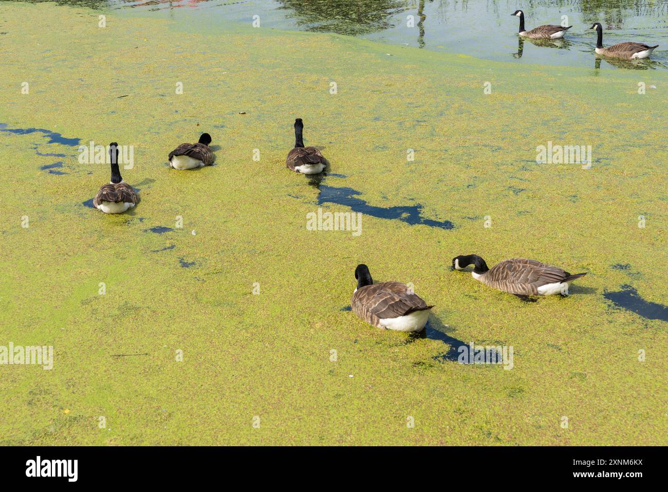 Geese swim through duck weed on the Dudley Canal at Windmill End ...