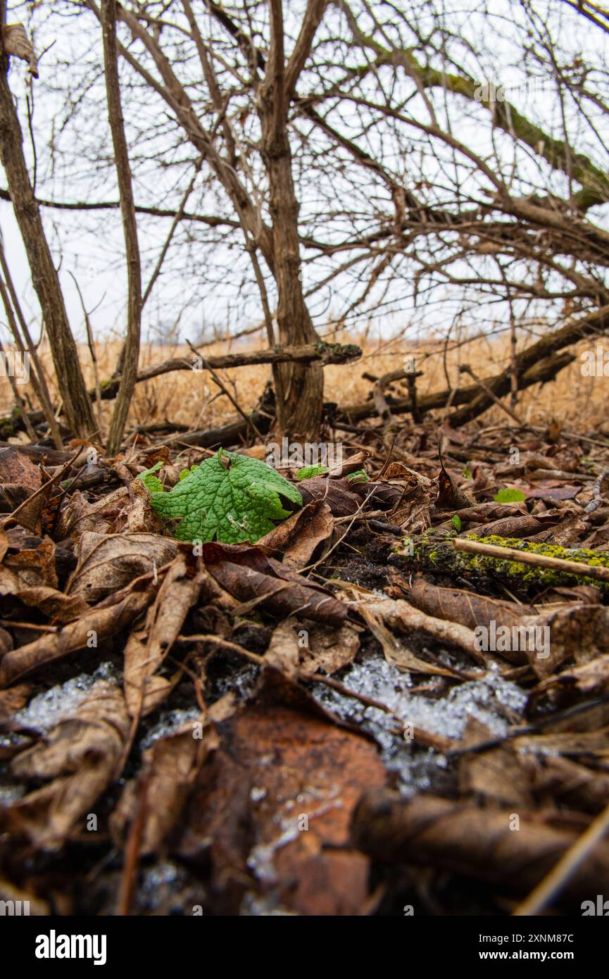 Early signs of spring Stock Photo - Alamy