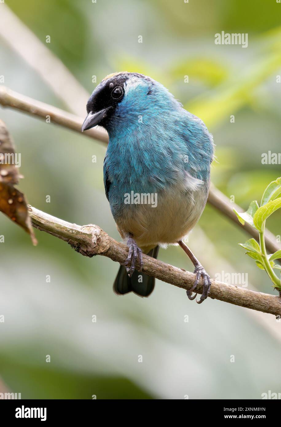 Aranykoronas tangara hi-res stock photography and images - Alamy