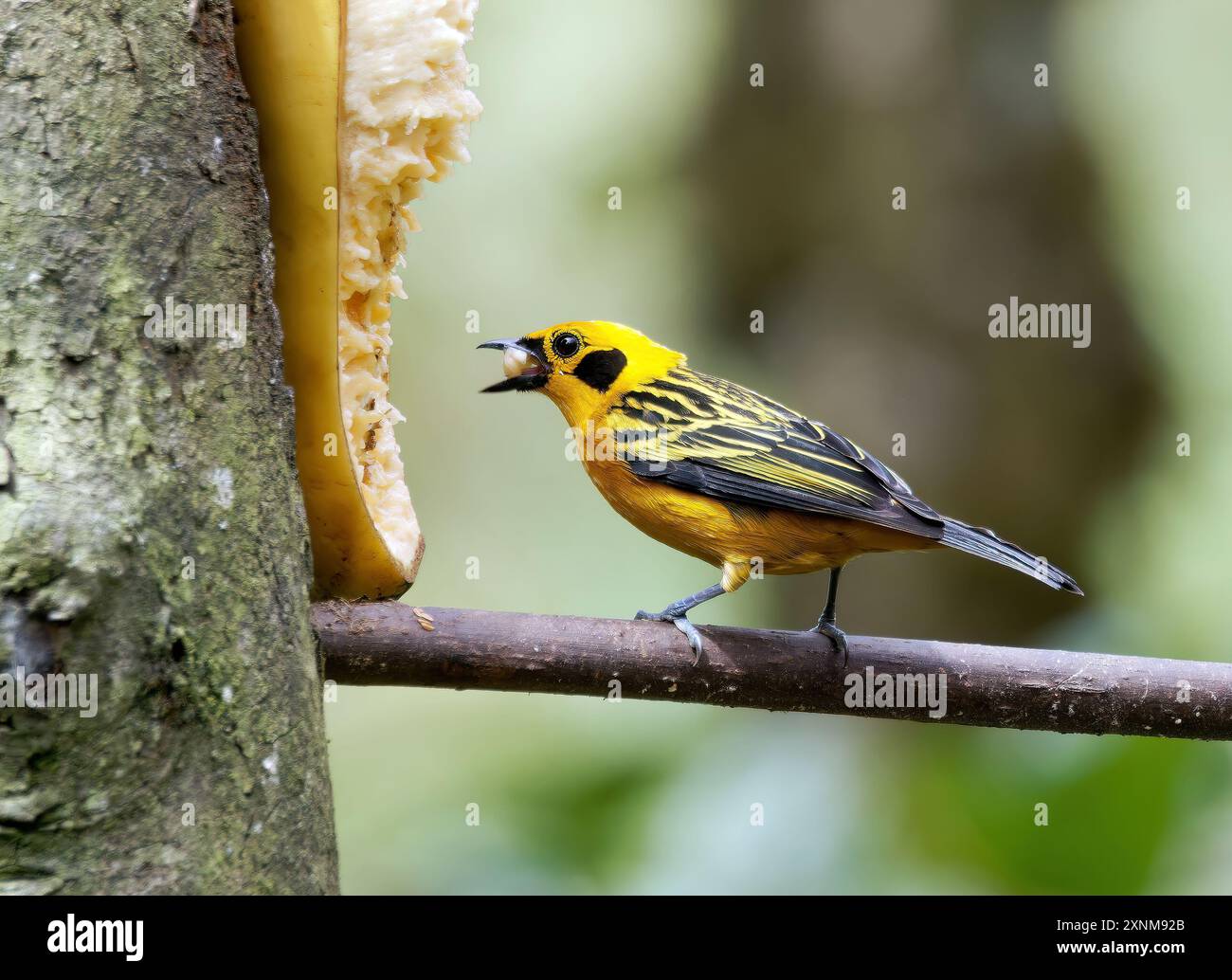 Golden tanager, Goldtangare, Calliste doré, Tangara arthus ...