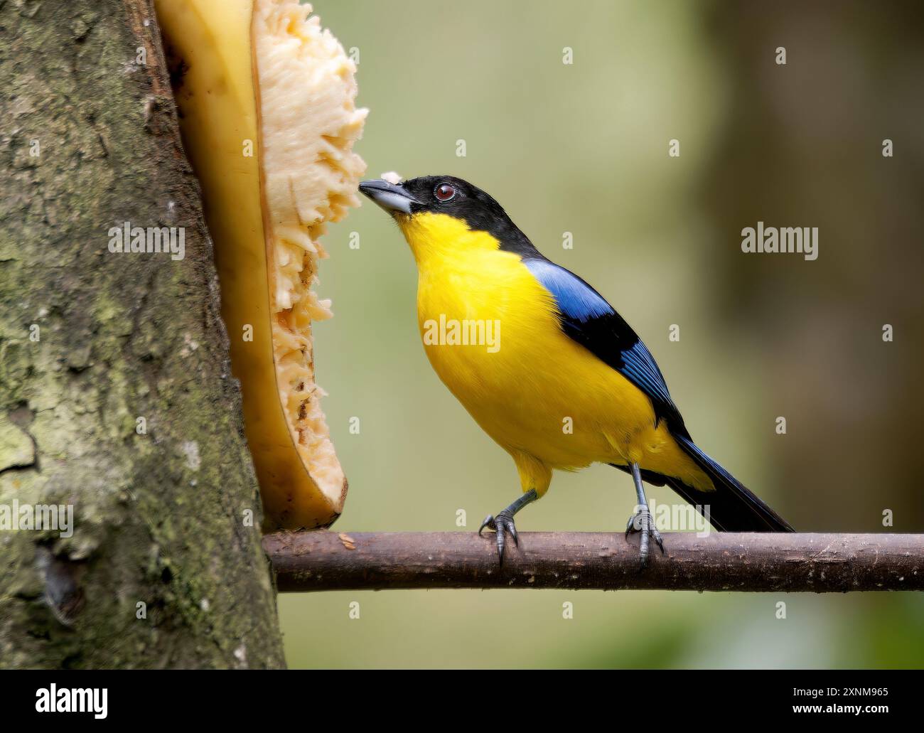 Blue-winged mountain tanager, Tangara à nuque jaune, Anisognathus ...