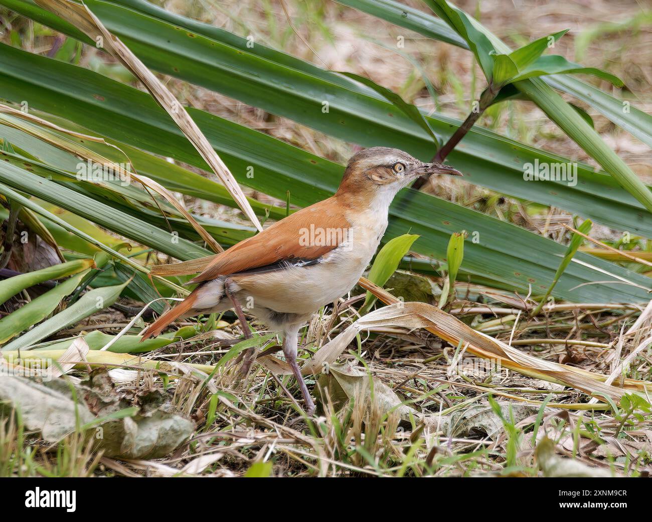 Pacific hornero, Furnarius cinnamomeus, fazekasmadár, Mindo Valley ...