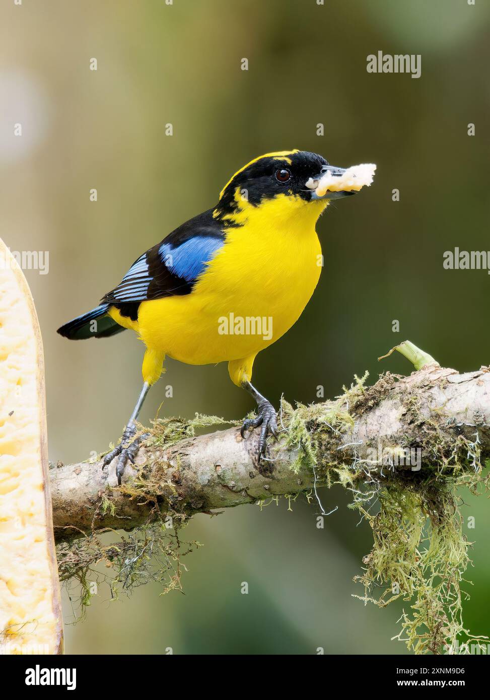Blue-winged mountain tanager, Tangara à nuque jaune, Anisognathus ...
