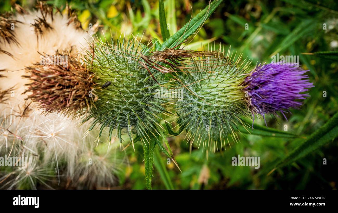 National flower of scotland hi-res stock photography and images - Alamy