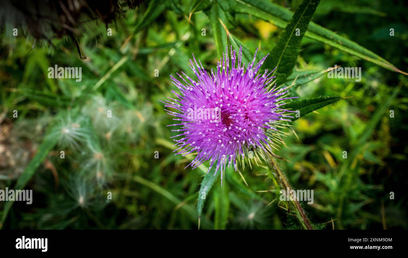National flower of scotland hi-res stock photography and images - Alamy