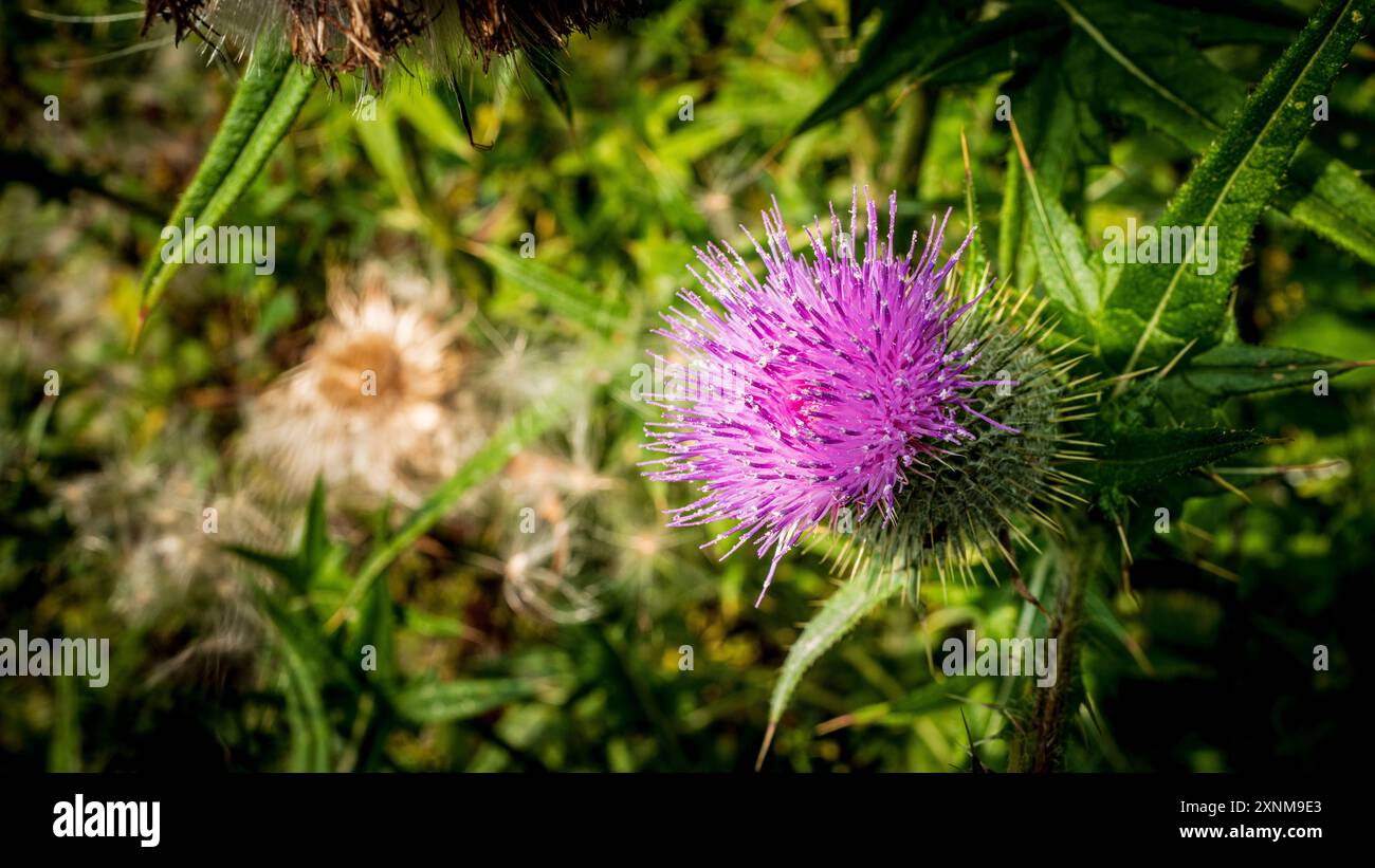 The Scottish Thistle - the national flower of Scotland Stock Photo - Alamy