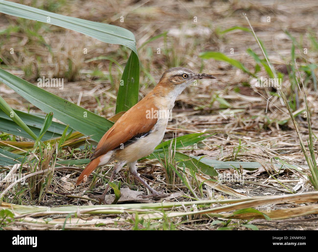 Pacific hornero, Furnarius cinnamomeus, fazekasmadár, Mindo Valley ...