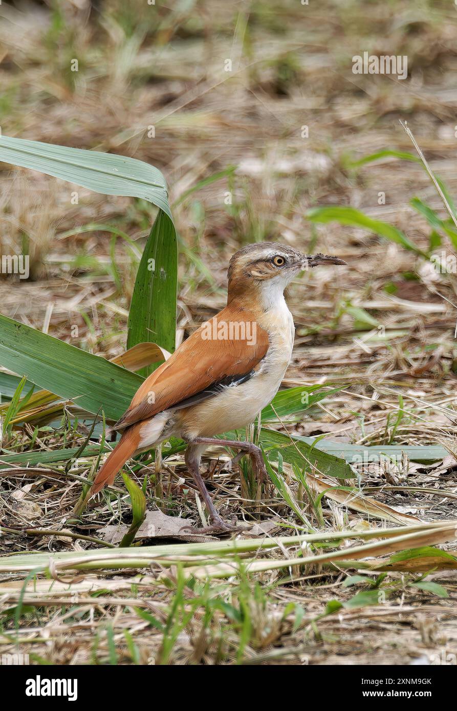 Pacific hornero, Furnarius cinnamomeus, fazekasmadár, Mindo Valley ...