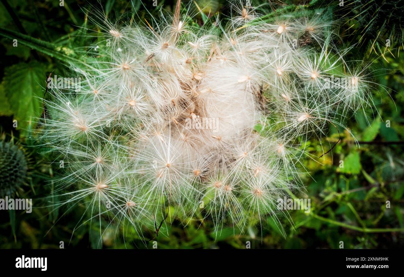 Thistledown seeds hi-res stock photography and images - Alamy