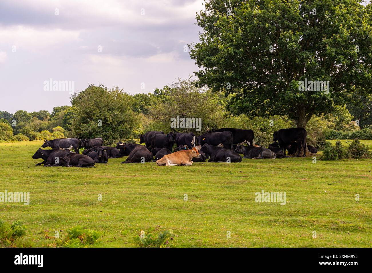 Frogham, Fordingbridge, Hampshire, England, UK, 1st August 2024 ...