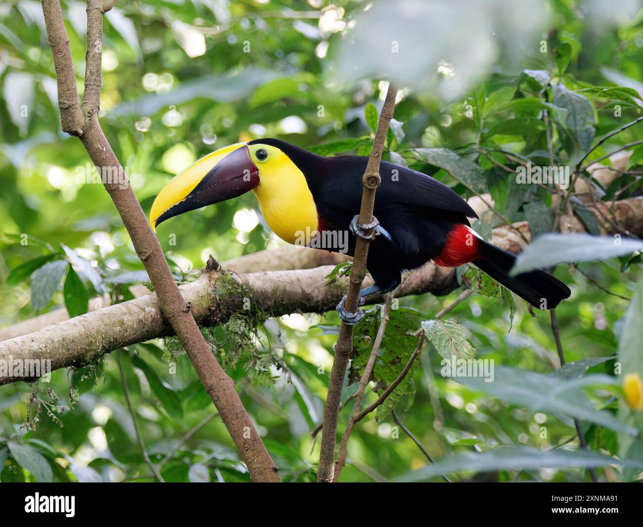 Chestnut-mandibled toucan, Swainson-Tukan, Toucan de Swainson ...