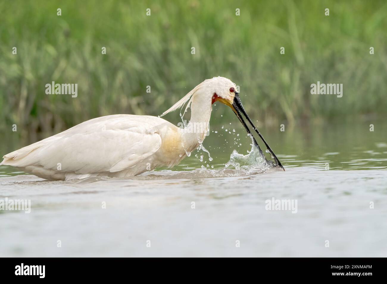 Eurasian Spoonbill, Platalea leucorodia, single adult catching fish in ...