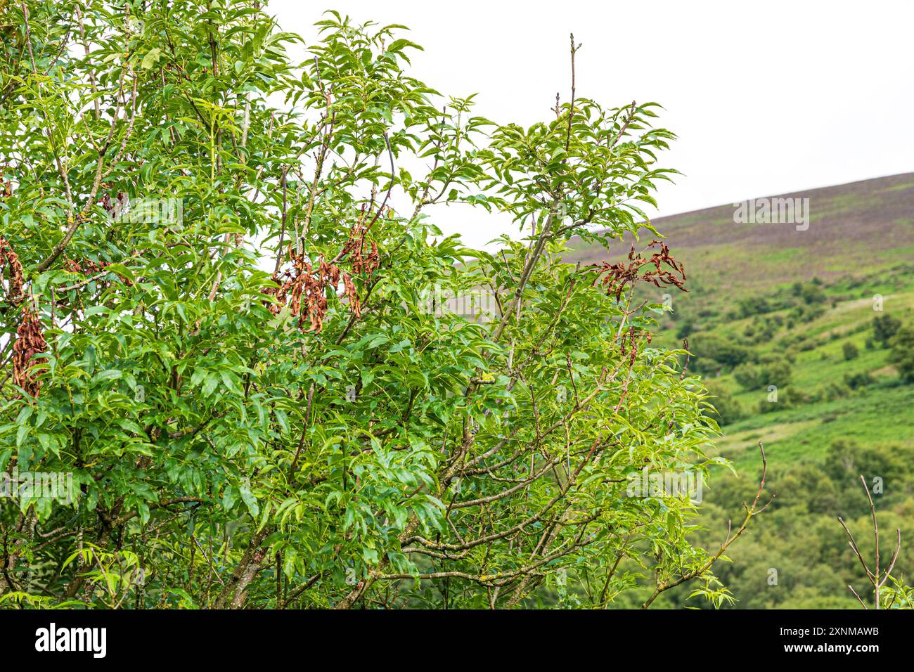Large ash tree in the early stages of Ash Dieback Disease ...