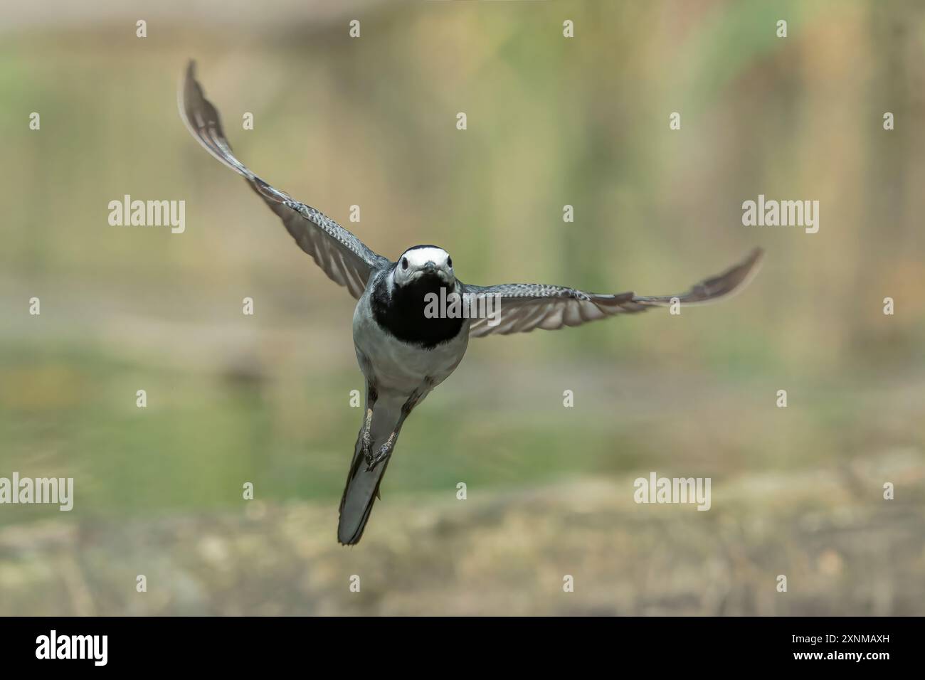 White Wagtail, Motacilla alba alba, single adult in flight, Hortobagy ...