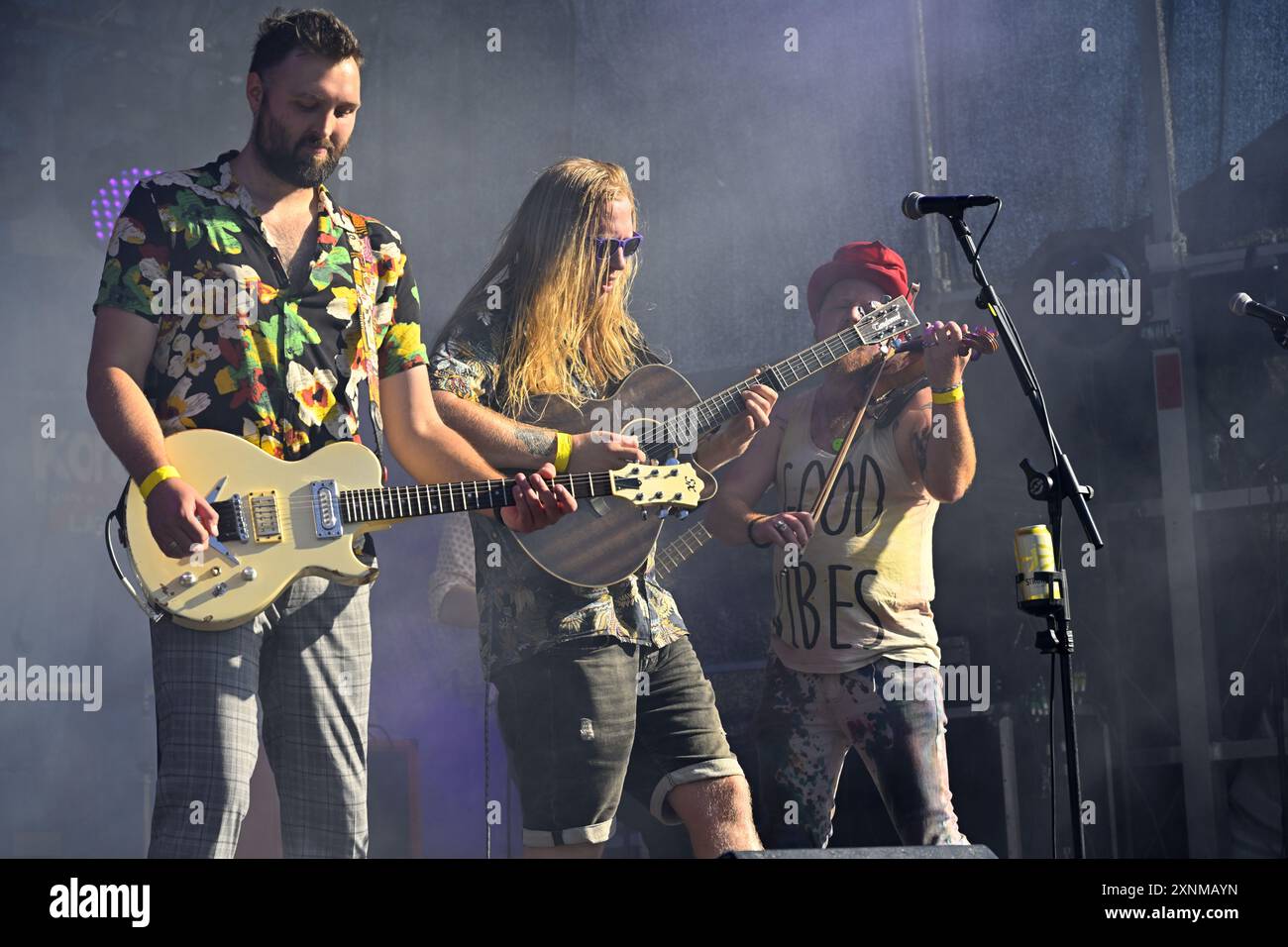Invasive bamboo plant trimmed back with shoots and tangle of roots dug ...