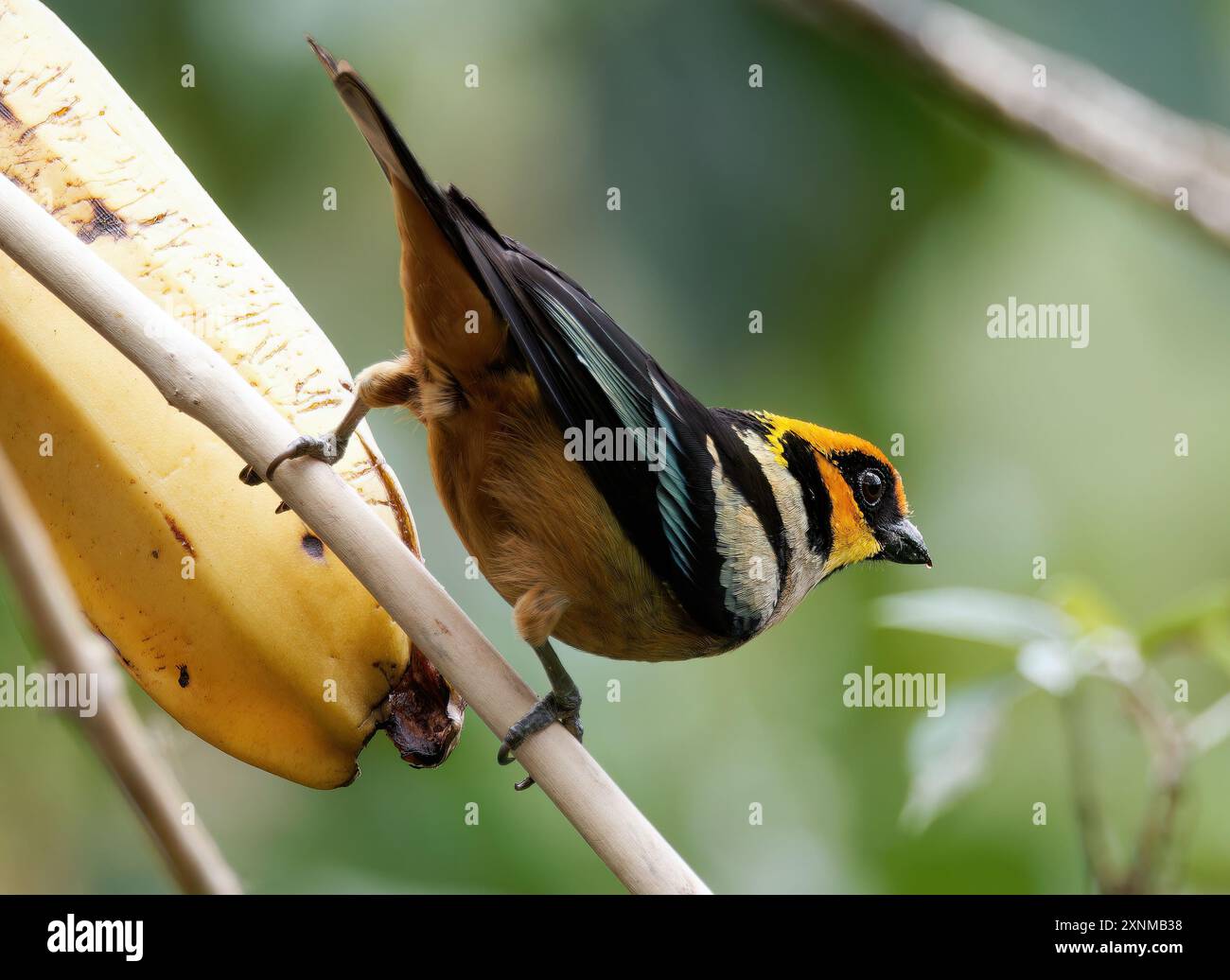 Flame-faced tanager, Rotstirntangare, Calliste à face rouge, Tangara ...